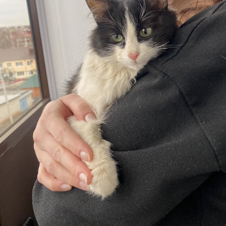 Девочка в добрые руки