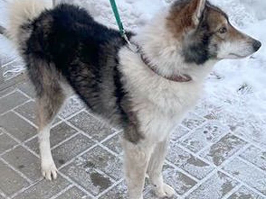Западно сибирская лайка