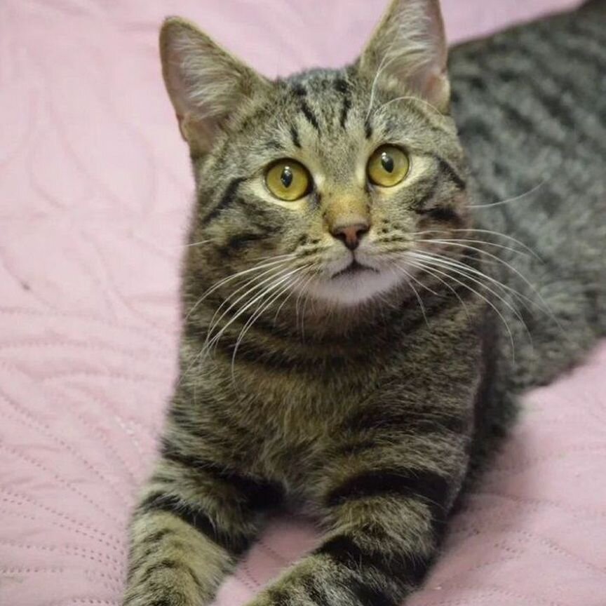 Котенок Толик полосатик