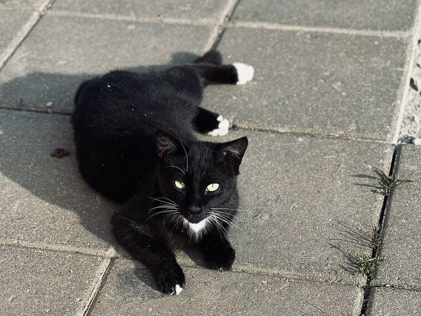 Кот супер кот