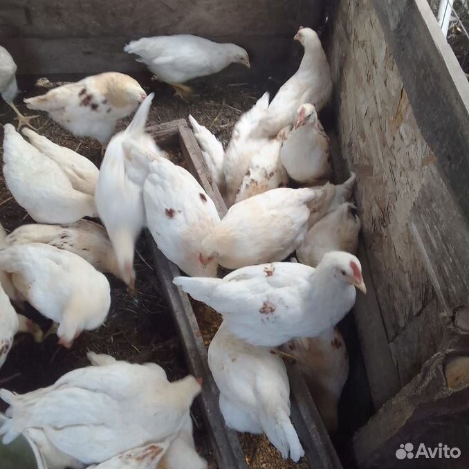 Домашние цыплята, петушки, курочки