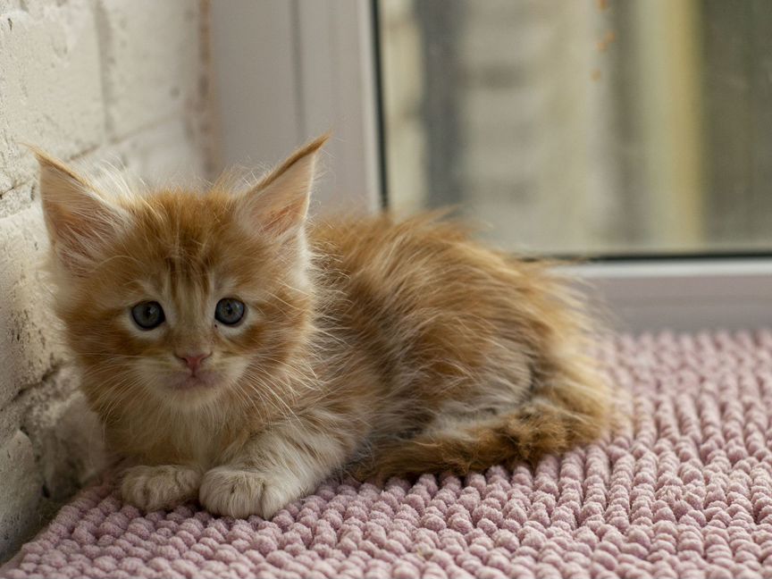 Котята мейн-кун мальчики