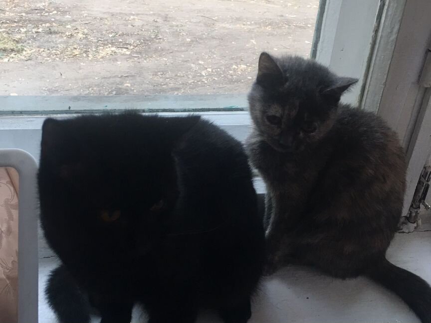 Кошка