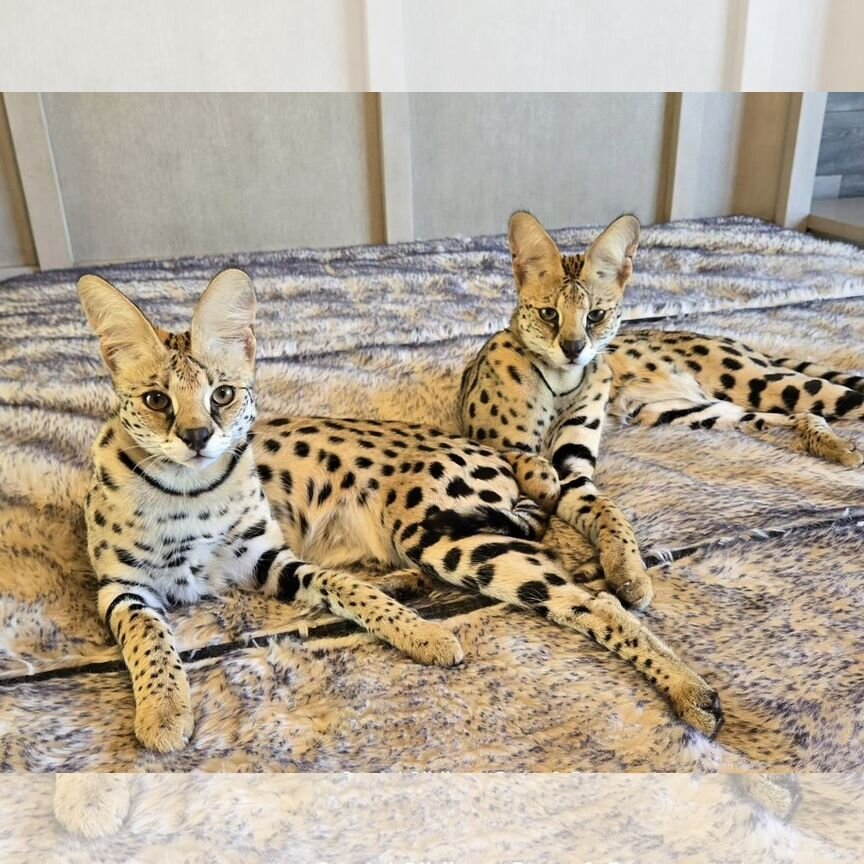 Саванна котёнок