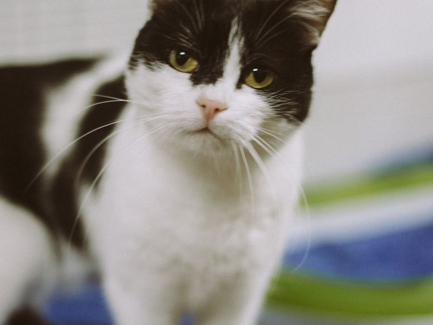 Миниатюрная кошечка ищет дом