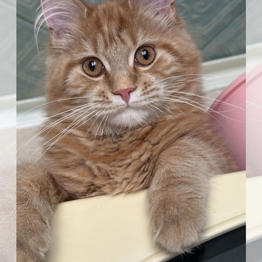 Мейн-кун котёнок