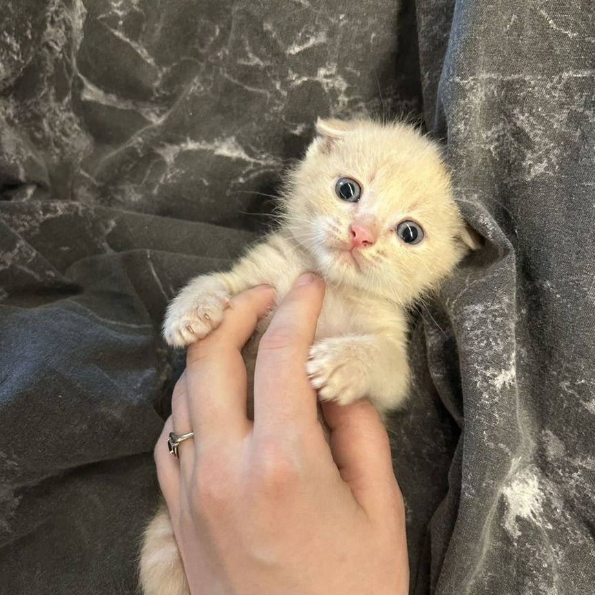 Котенок