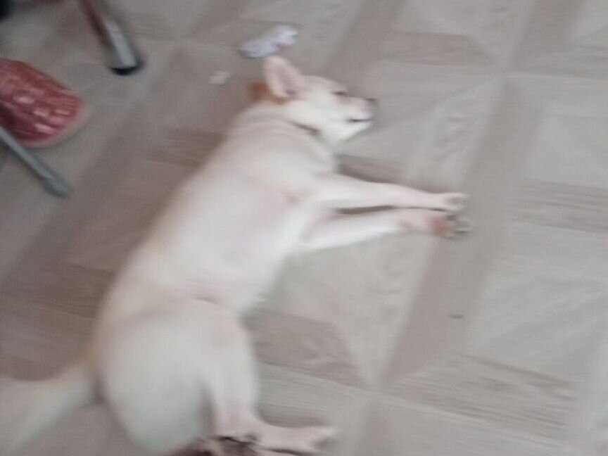 Собака Мавр женю