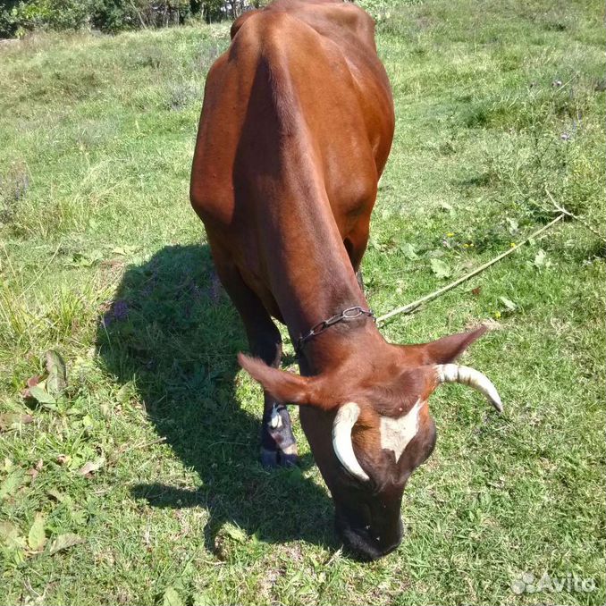 Продам корову с телëнком