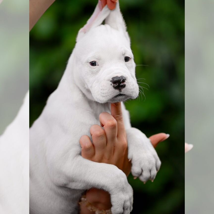 Аргентинский дог