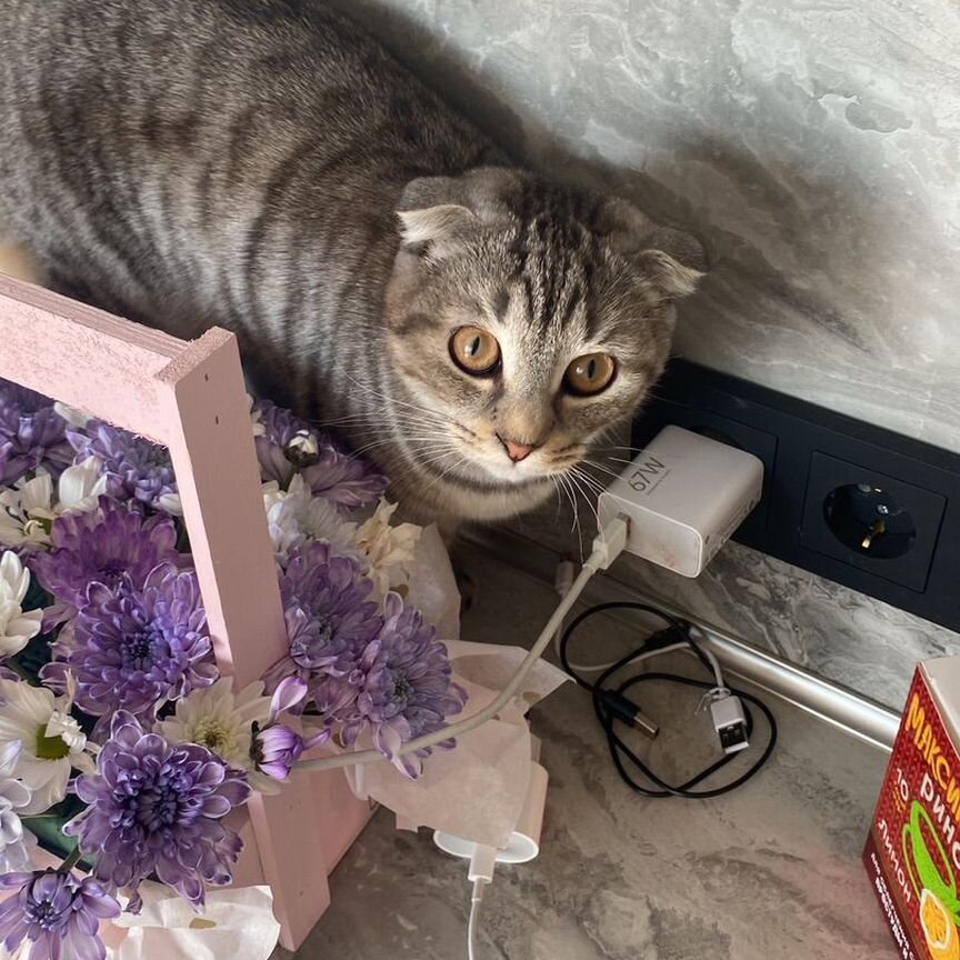 Шотландская вислоухая кошка