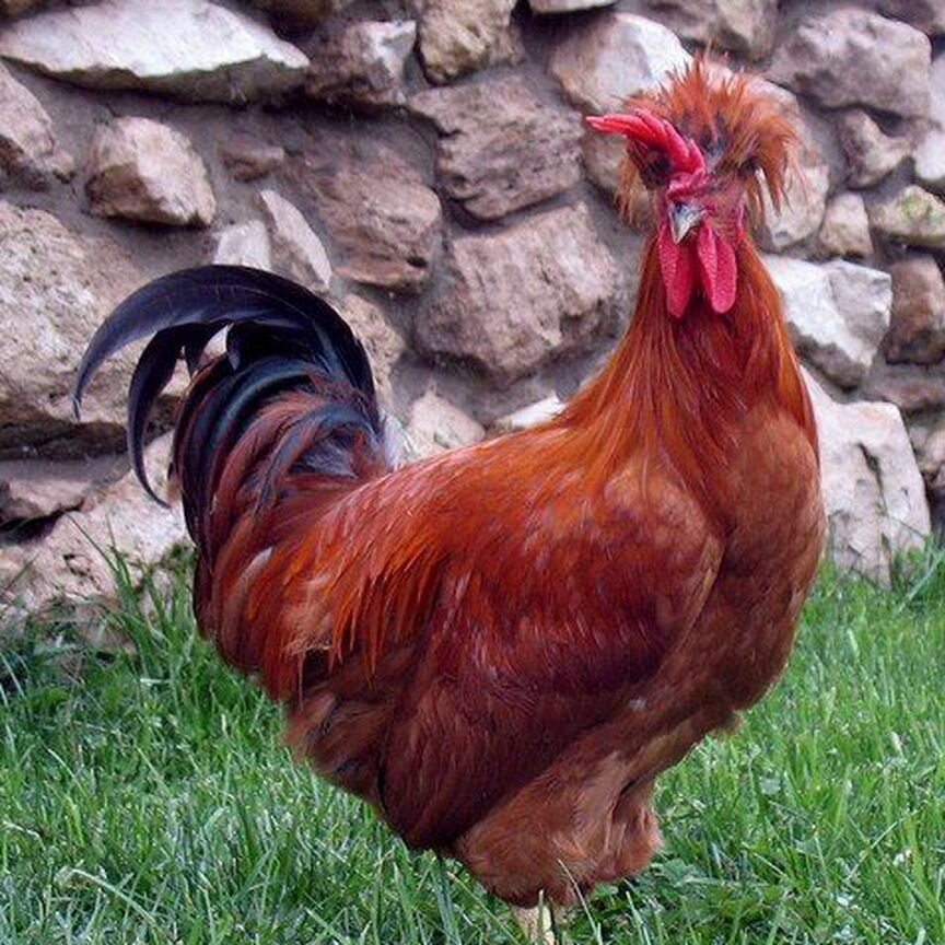 Петухи русско хохлатые