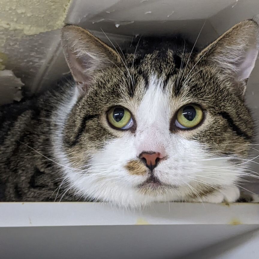 Котик в добрые руки