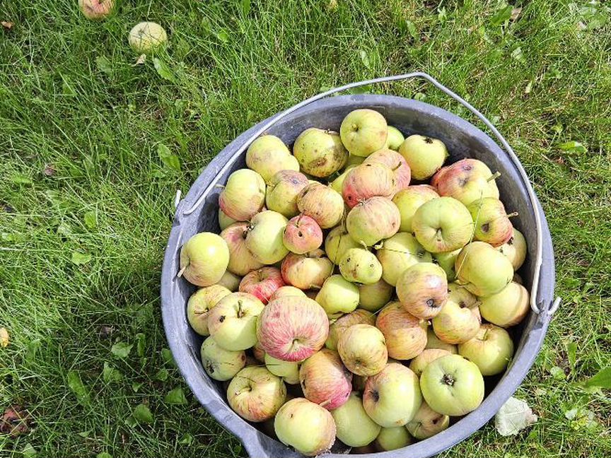 Яблоки падалица для скотины