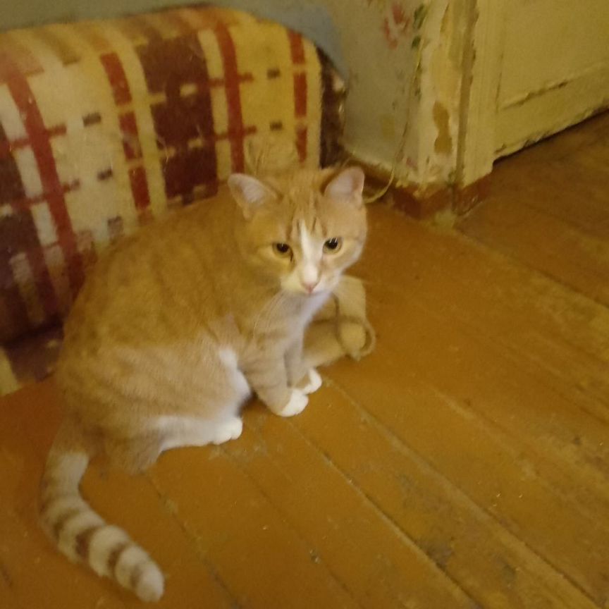 Отдам кота в добрые руки