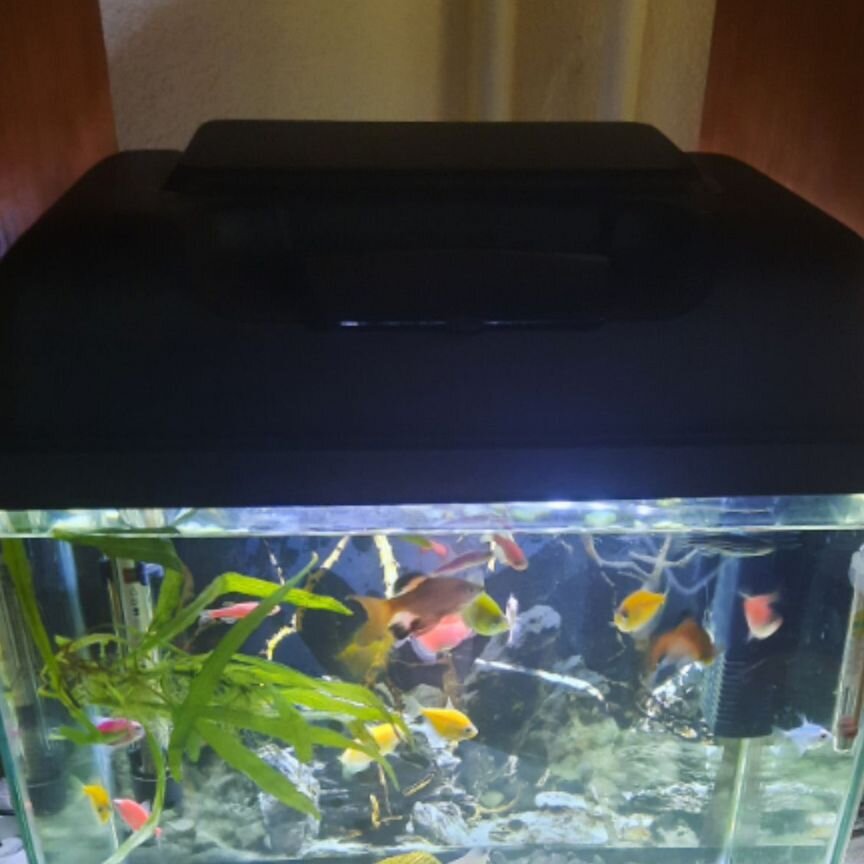 Аквариум с рыбами