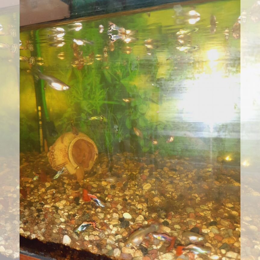 Рыбки гуппи