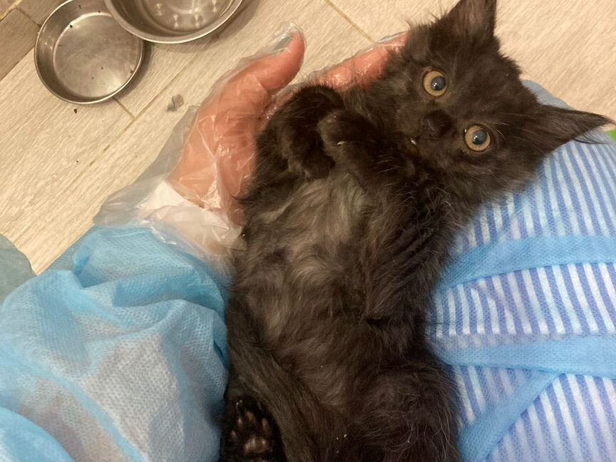 Котенок совенок)