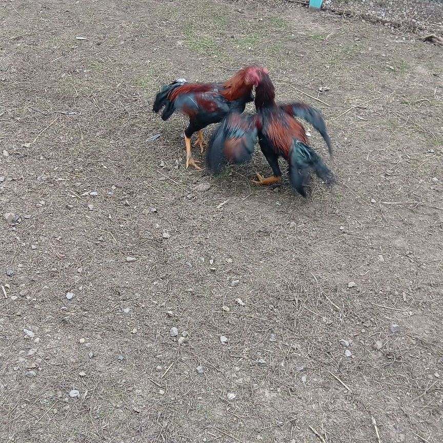 Бойцовые петухи