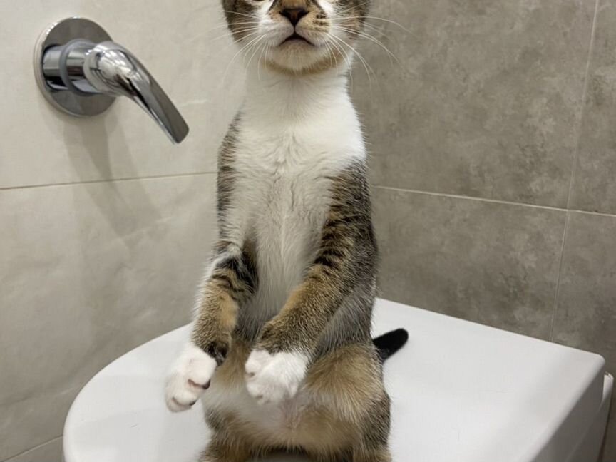 Абисинский котенок в добрые руки