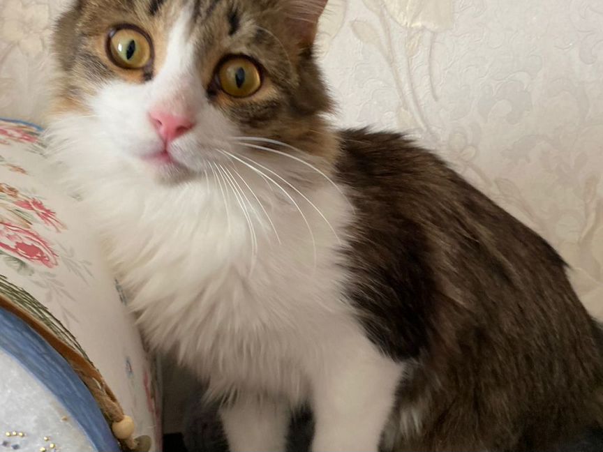 Кот ищет дом
