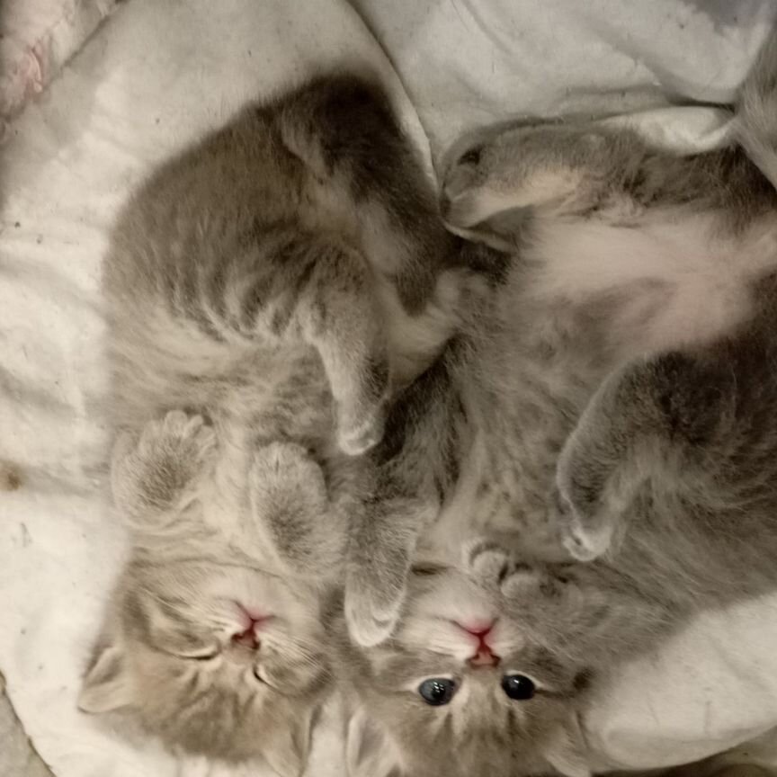 Мать Вислоухая, отец неизвестный