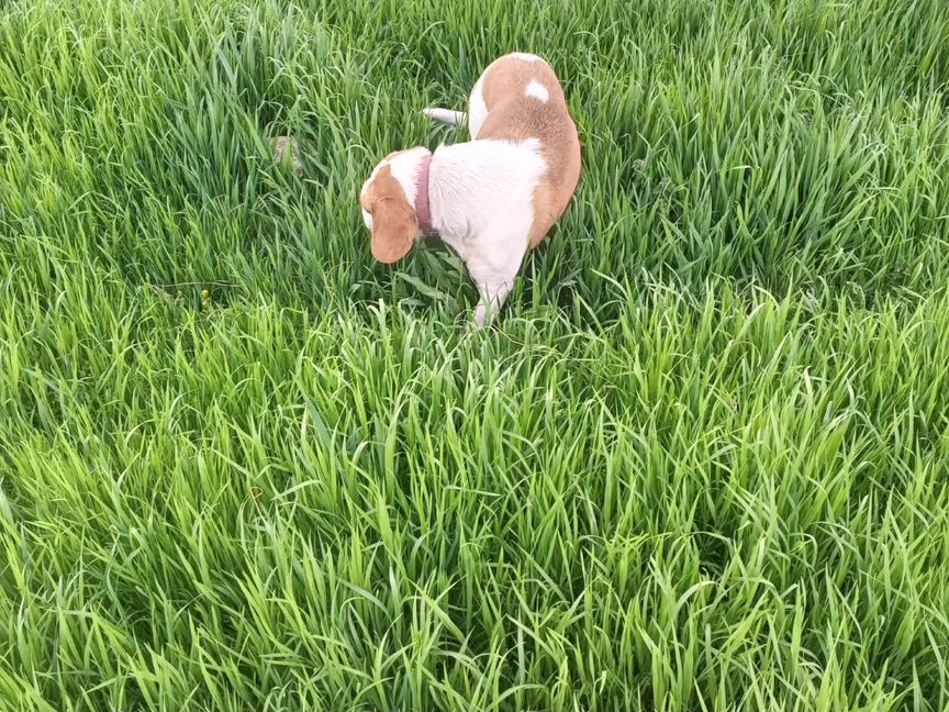 Эстонская гончая вязка