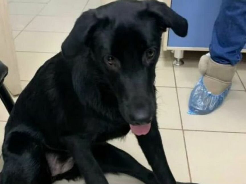 Собака в добрые руки отдам бесплатно