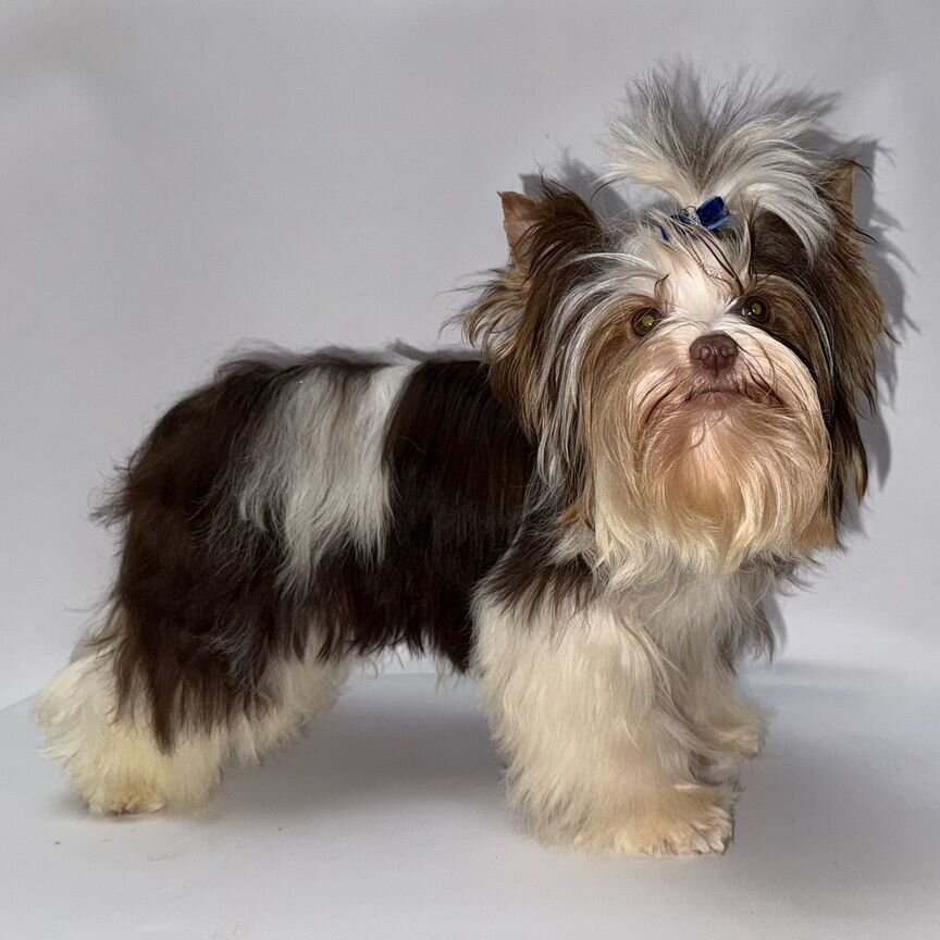 Бивер-йоркширский терьер, щенок