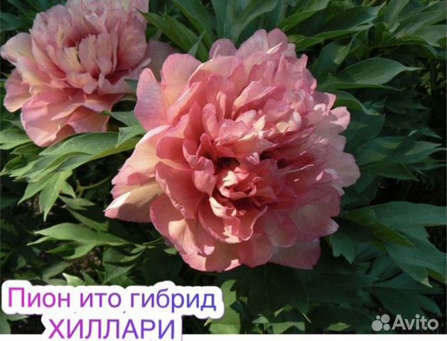 Пион ито гибрид Хиллари купить в Тюмени | Товары для дома и дачи | Авито