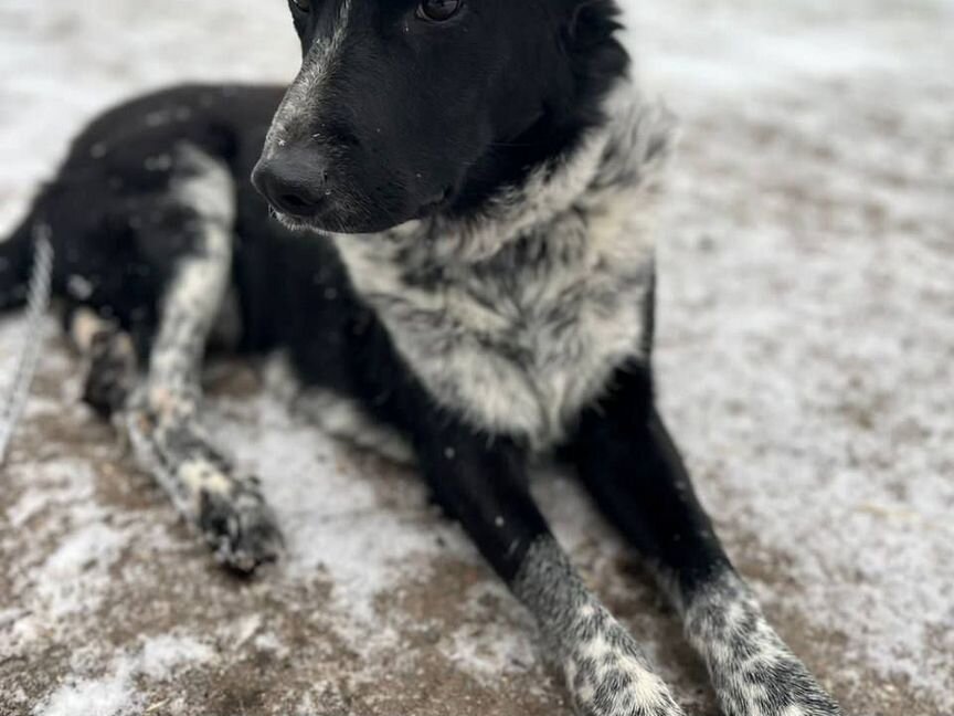 Кольта сбила машина