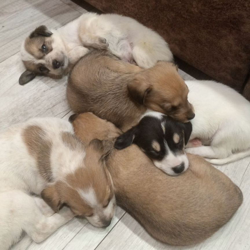 Такса, щенок