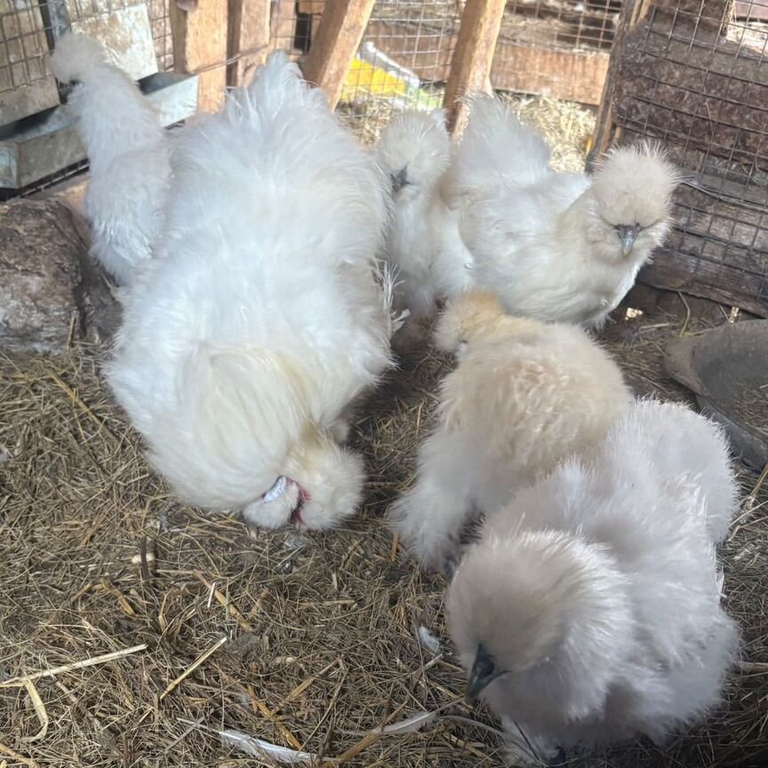 Продам китайских шелковых кур