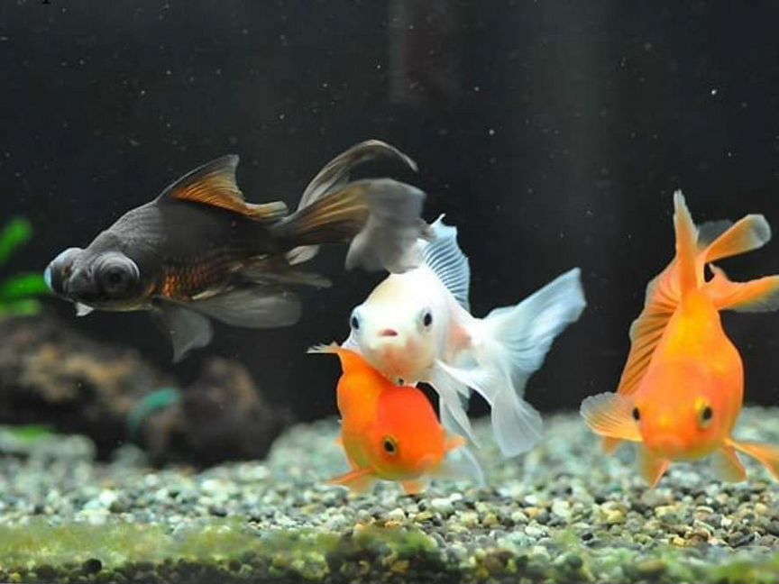 Золотая рыбка Вуалехвост