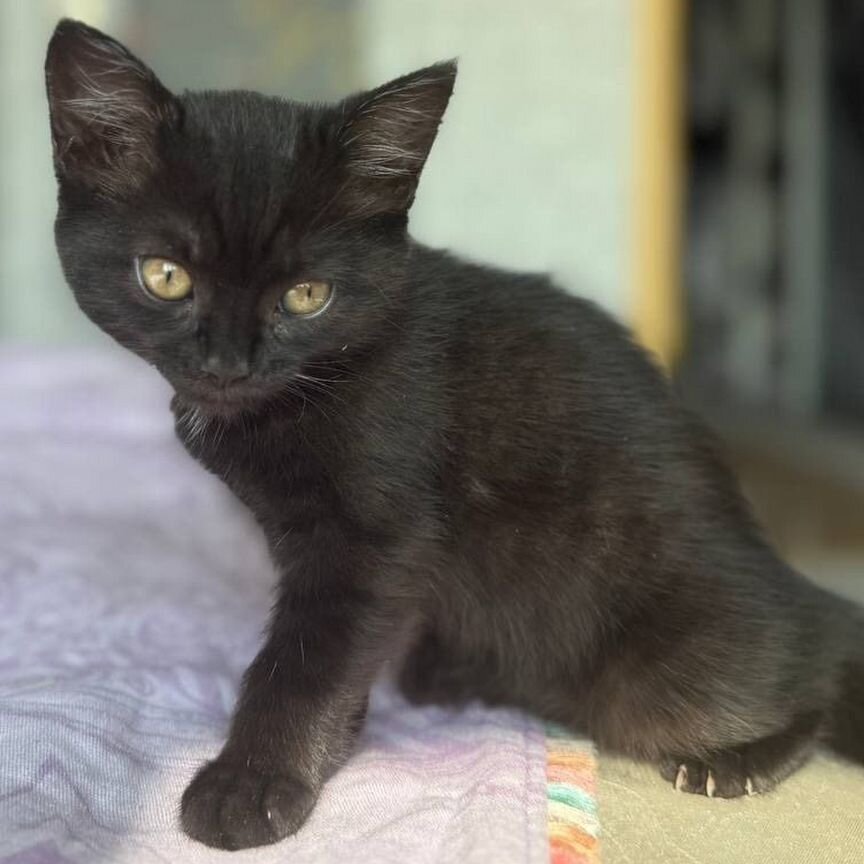 Котята
