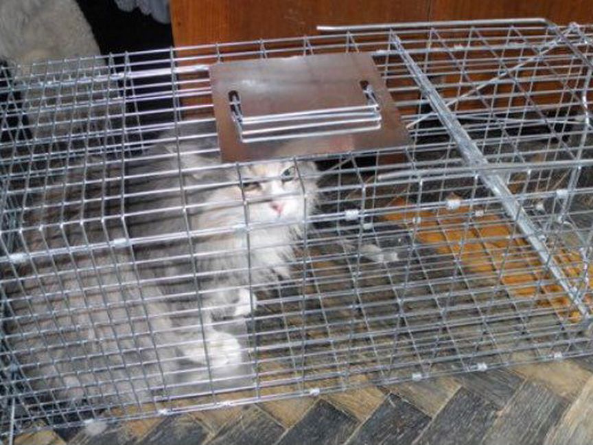 Клетка кошколовка Аренда