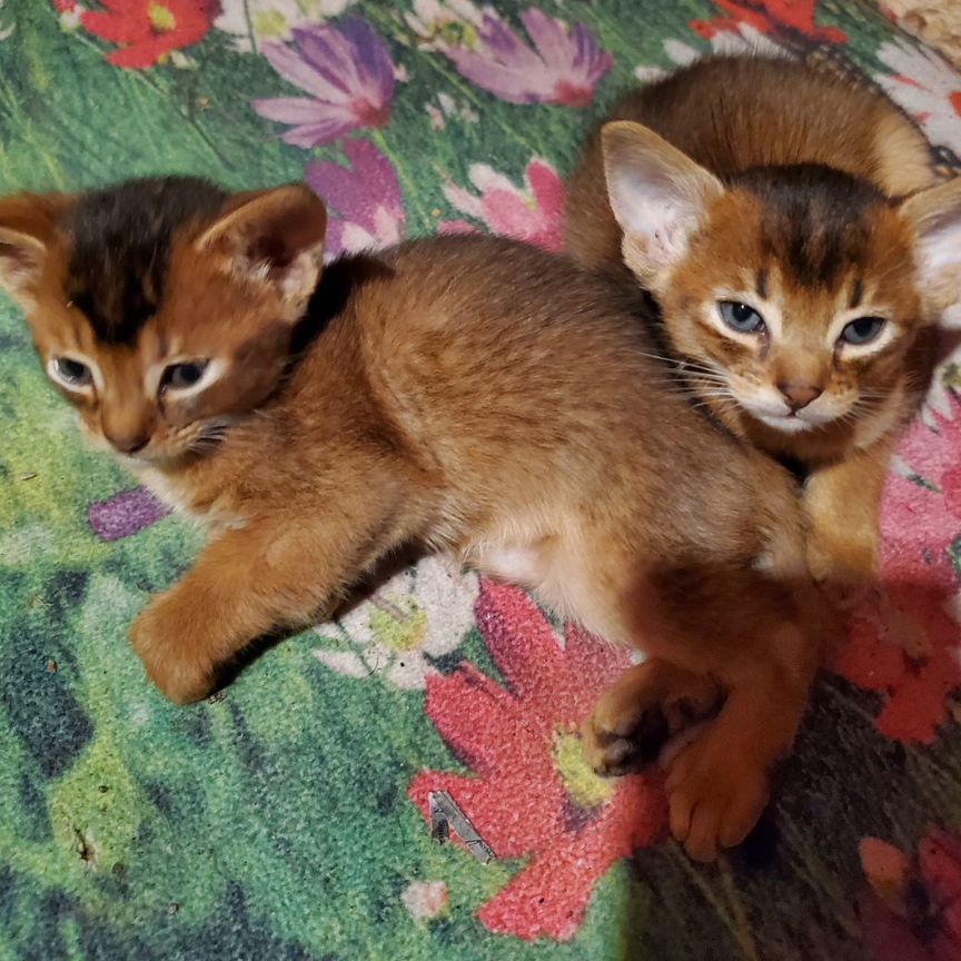 Абиссинский котёнок