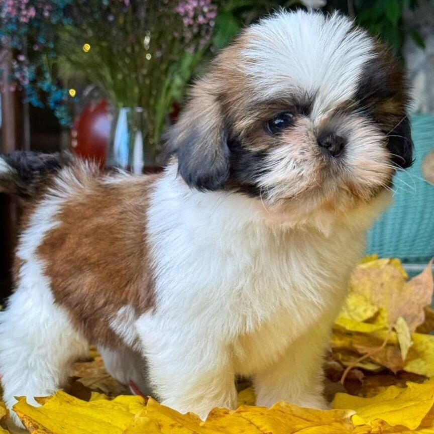 Супер мини девочка