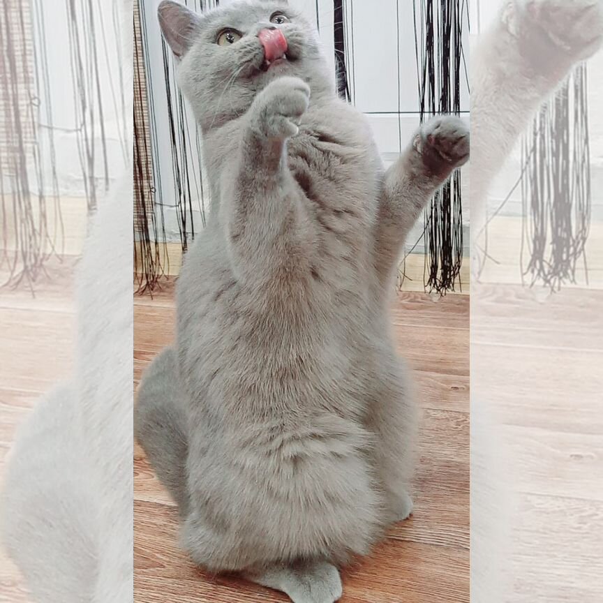 Британские котята чистокровные