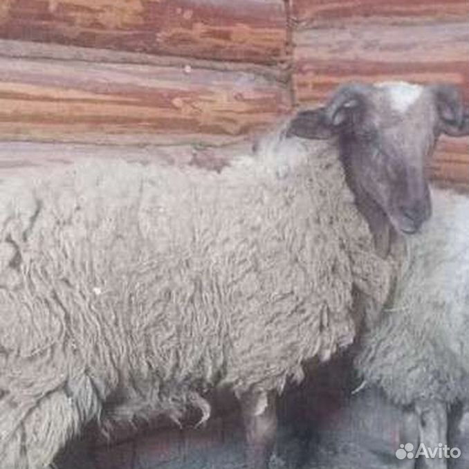 Баран, баранина