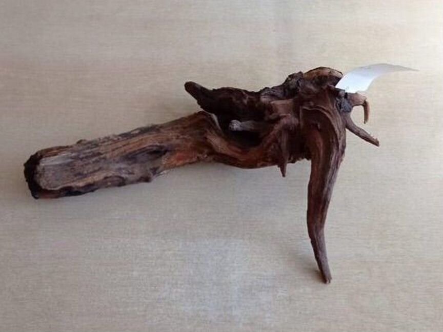 Коряга мангровая