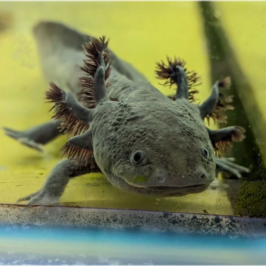 Аксолотли в ассортименте м. Новые Черёмушки