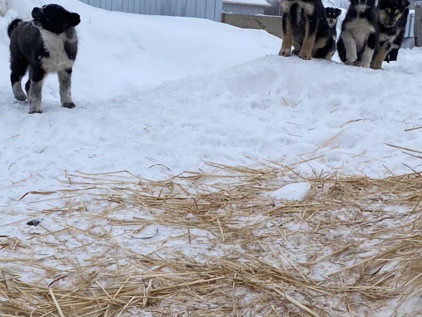 Щенки в добрые руки