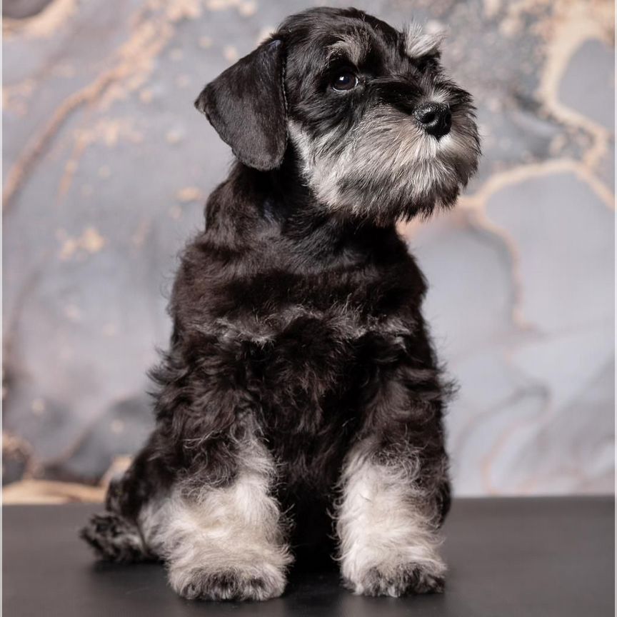 Цвергшнауцер, щенок