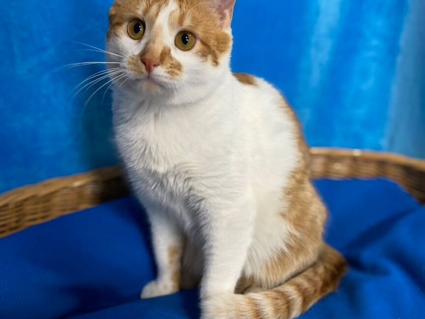 Нежная котомалышка Ассоль ищет семью