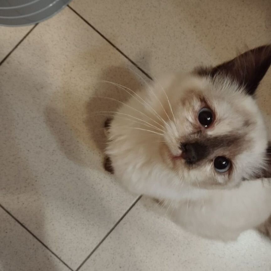 Котенок