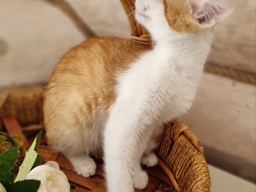 Рыжий котенок Апрель