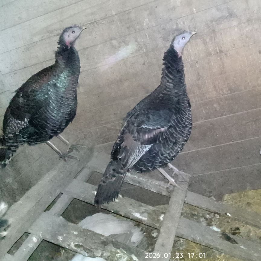 Дикие северо-американские индейки