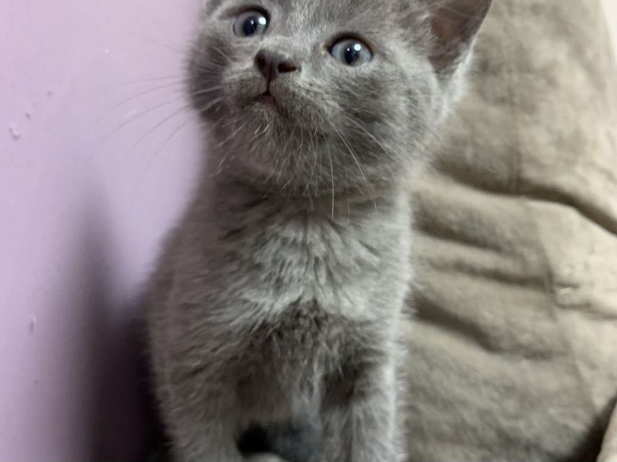Котята