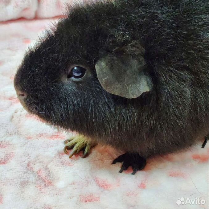 Морская свинка тедди